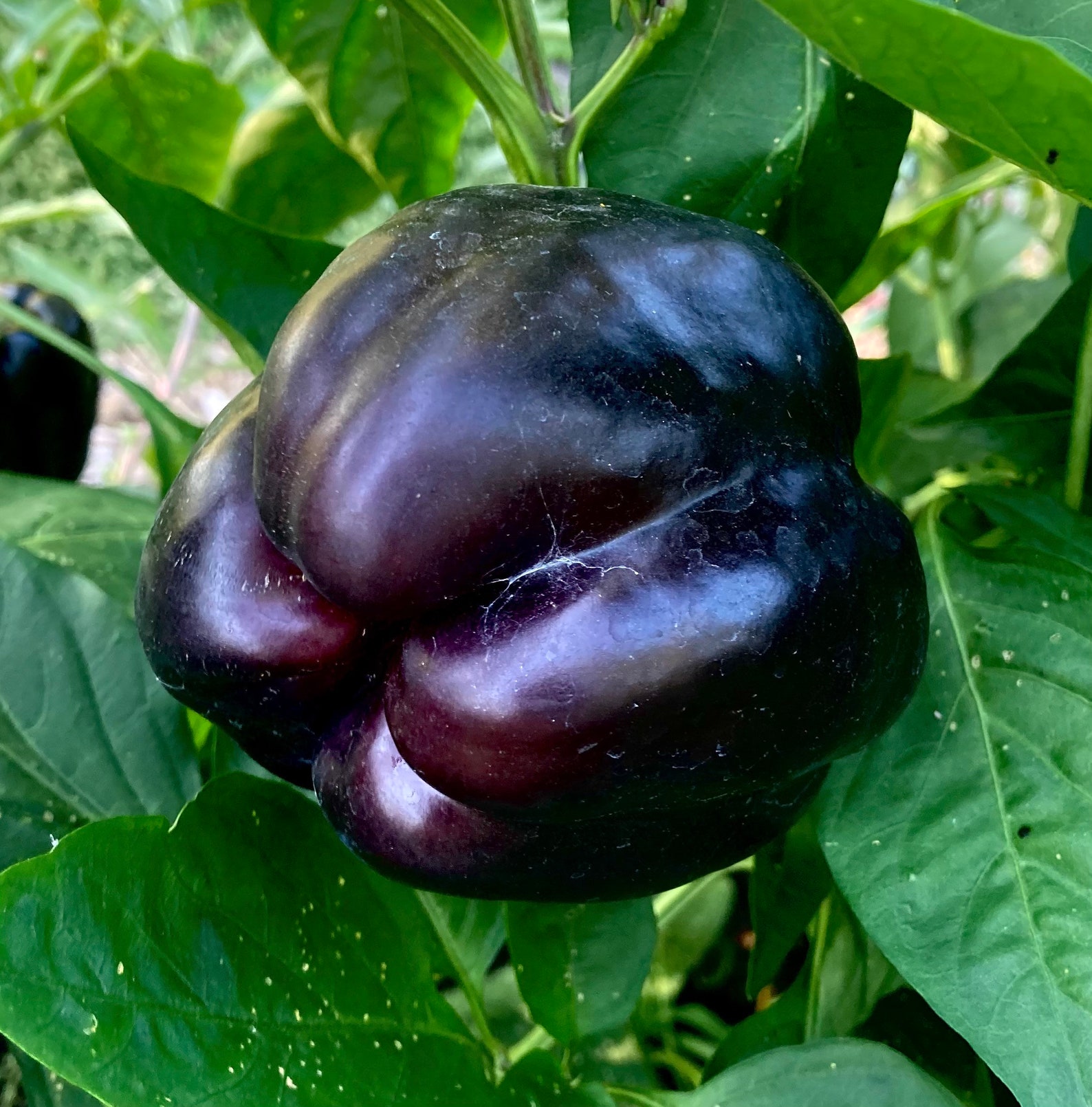 Zulu Sweet Bell Black Purple Pepper Heirloom Vegetable Seeds - Etsy