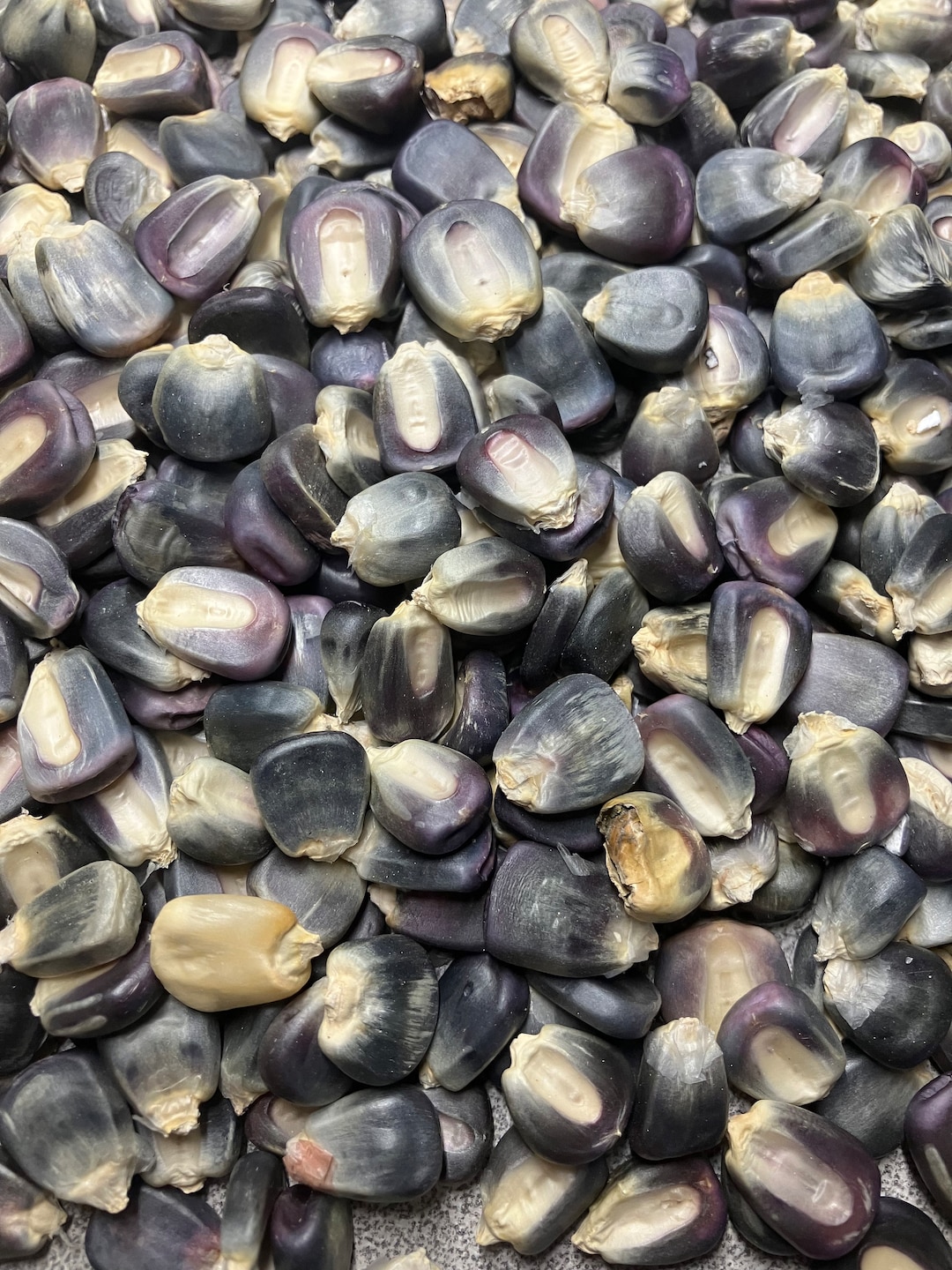 Ohio Blue Clarage Dual Purpose Sweet Dent Corn Heirloom Vegetable Seed ...