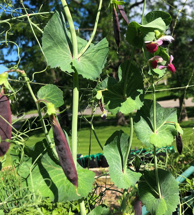 Sugar Magnolia Tendril Pea Heirloom Vegetable Seeds - Etsy