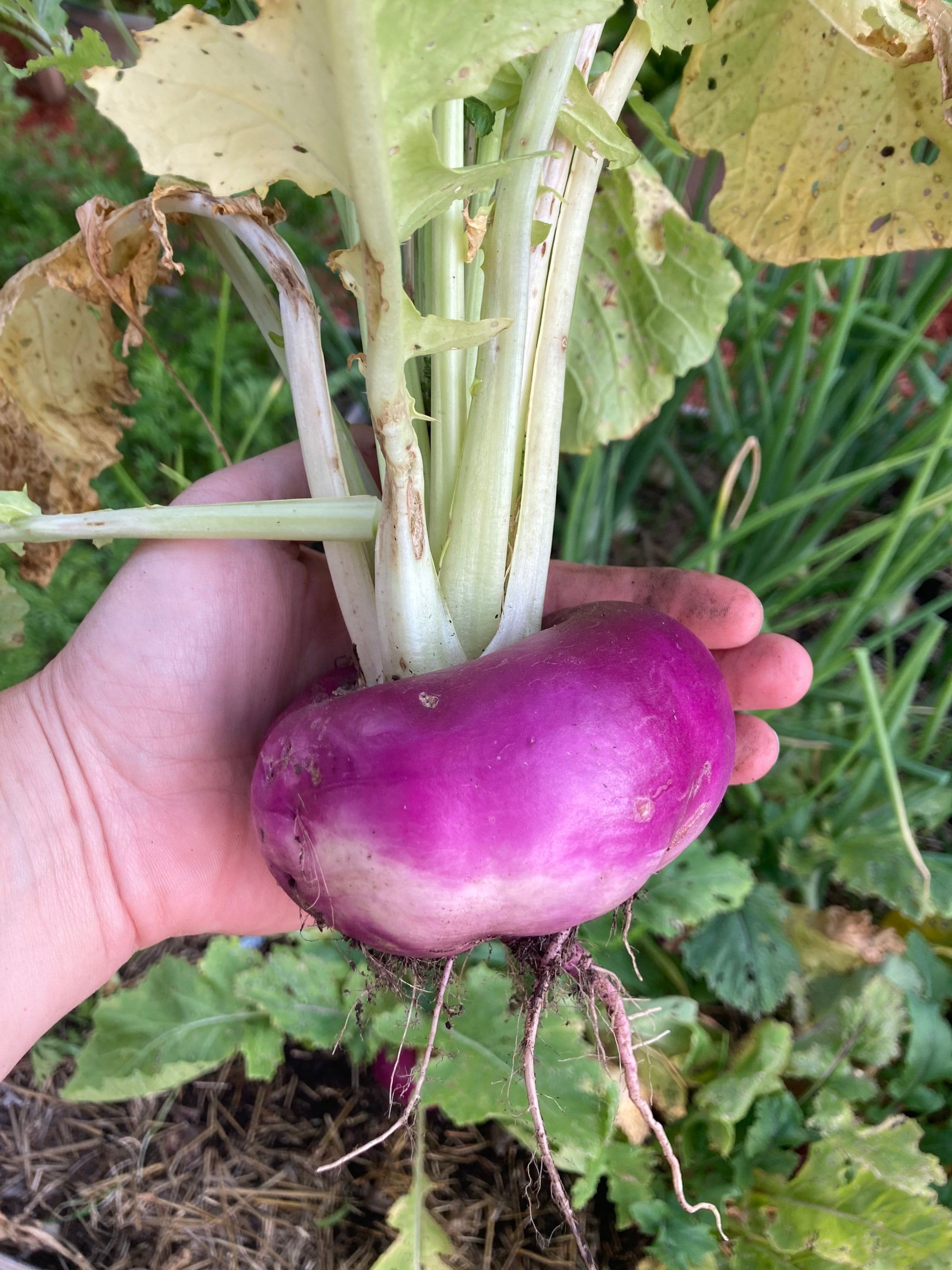 Nagasaki Akari Kabu Japanese Turnip Heirloom Root Vegetable Seeds Mild ...