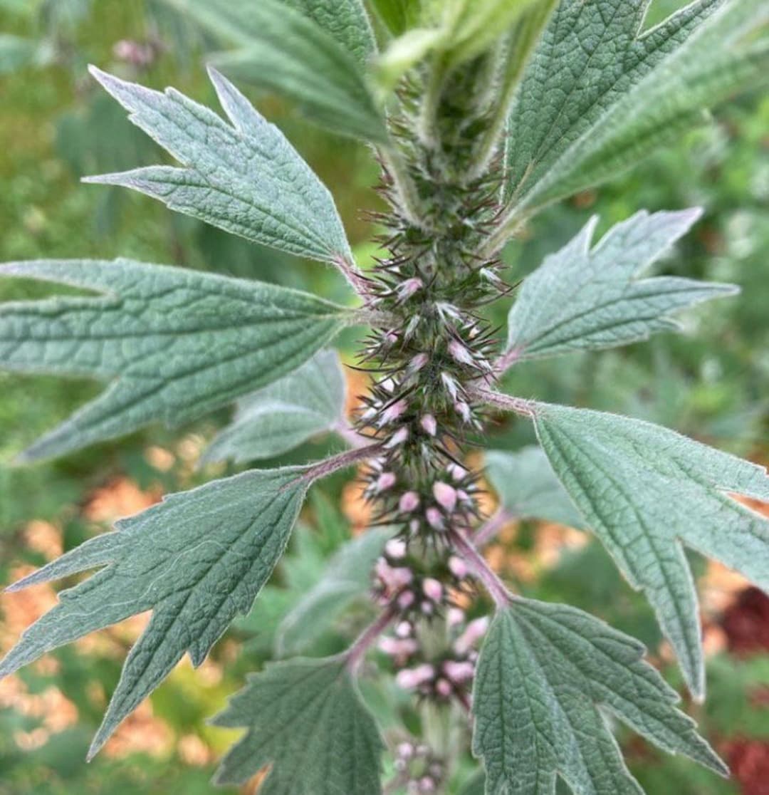 Motherwort Perennial Herb Seeds Leonurus Cardiaca - Etsy