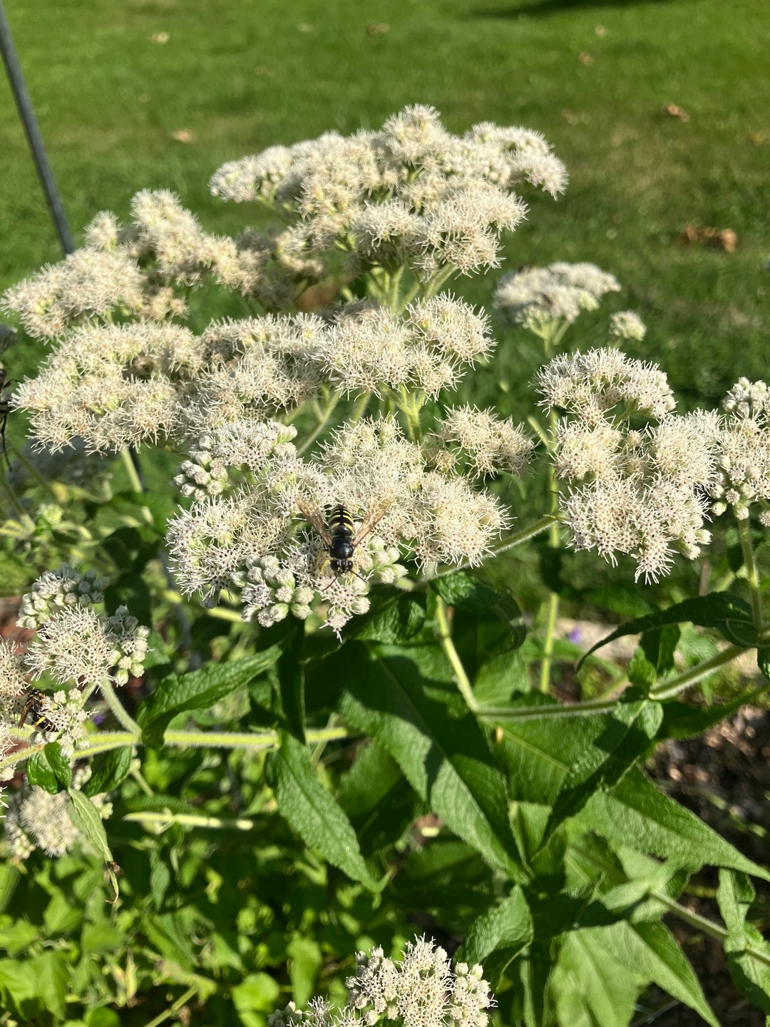 Boneset Native Wildflower Heirloom Perennial Flower Seeds Eupatorium ...