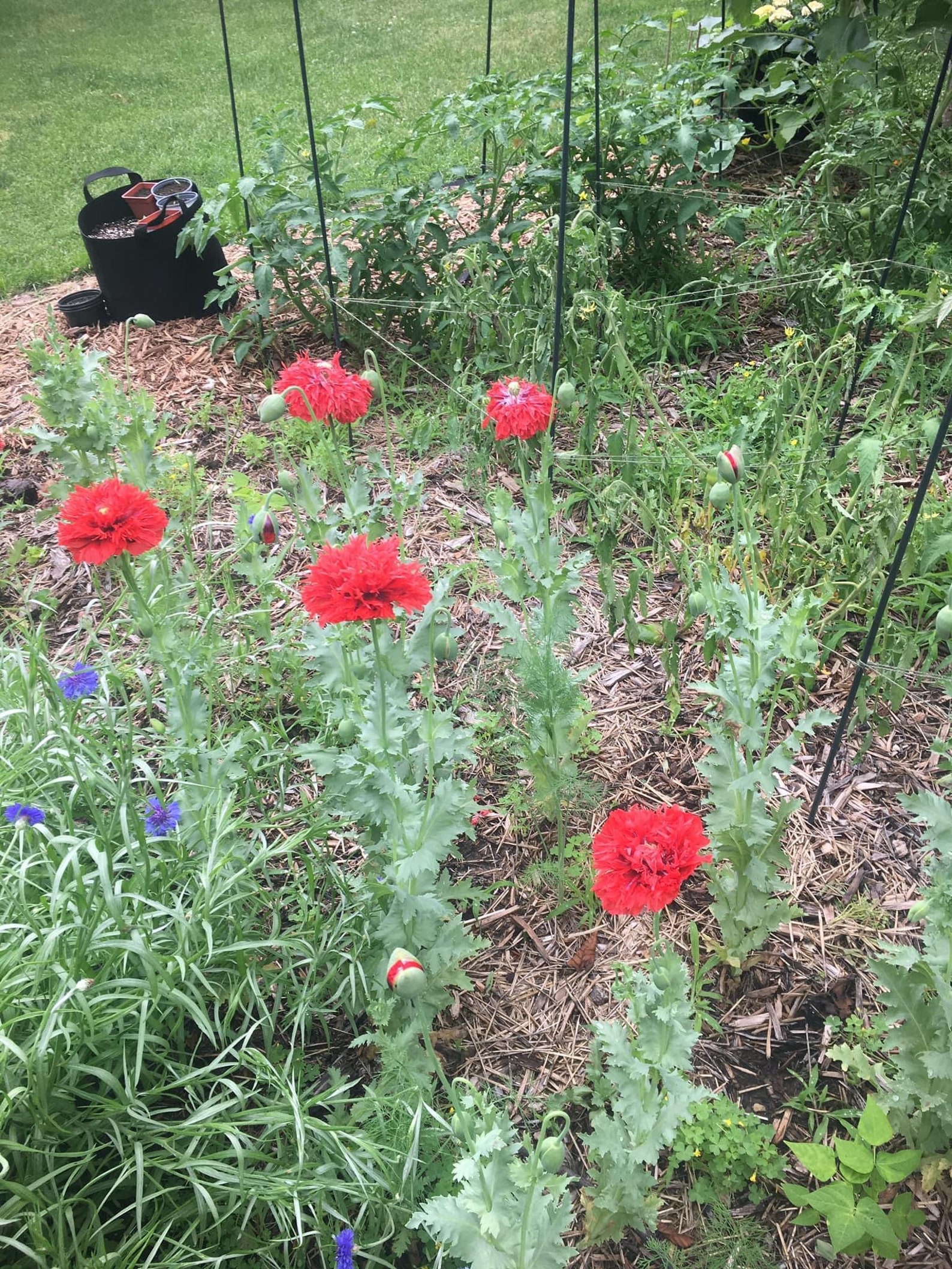Chima Family Heirloom Poppy Garden Seed | Etsy