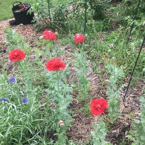 Chima Family Heirloom Poppy Garden Seed | Etsy