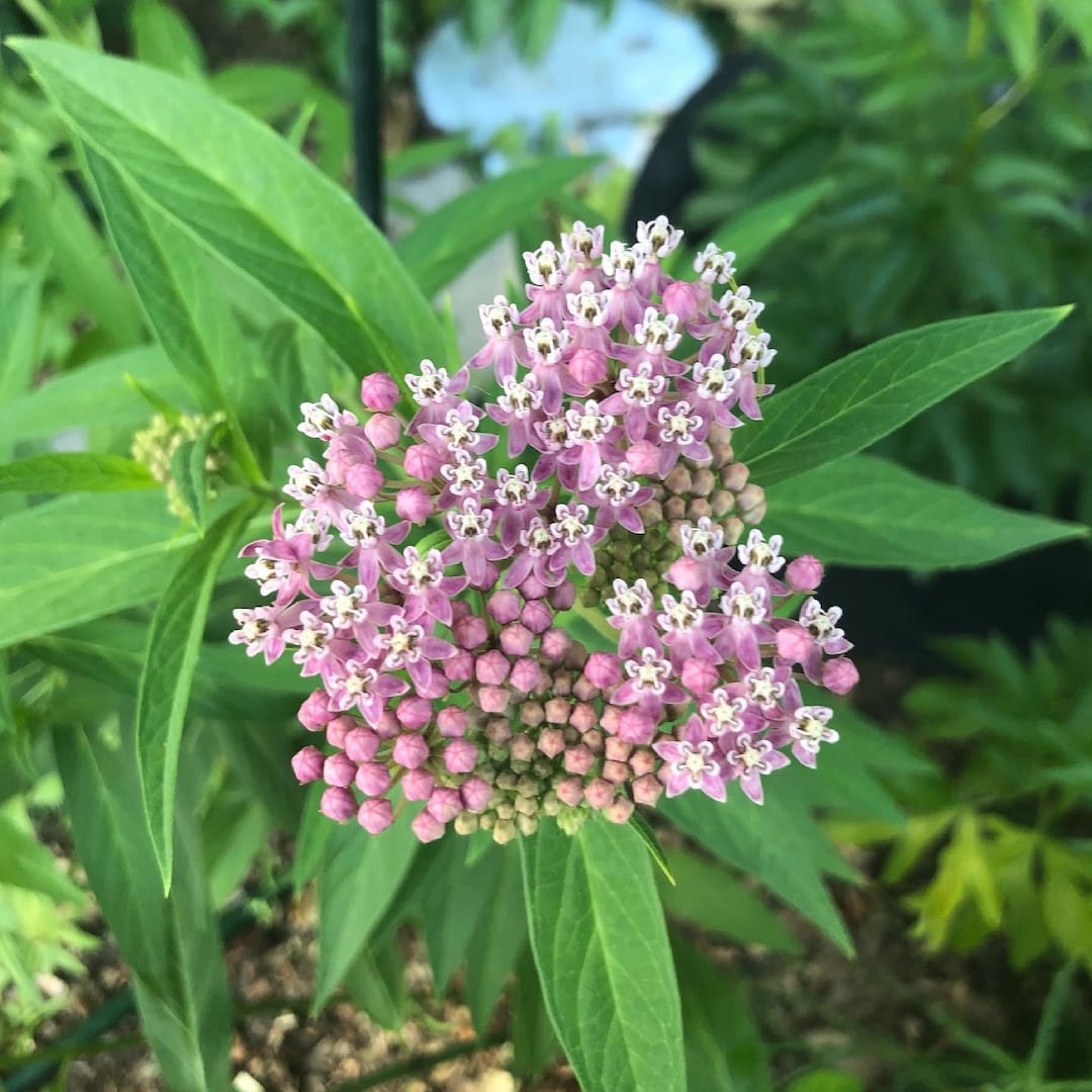 Pink Swamp Milkweed Native Heirloom Wildflower Seeds - Etsy