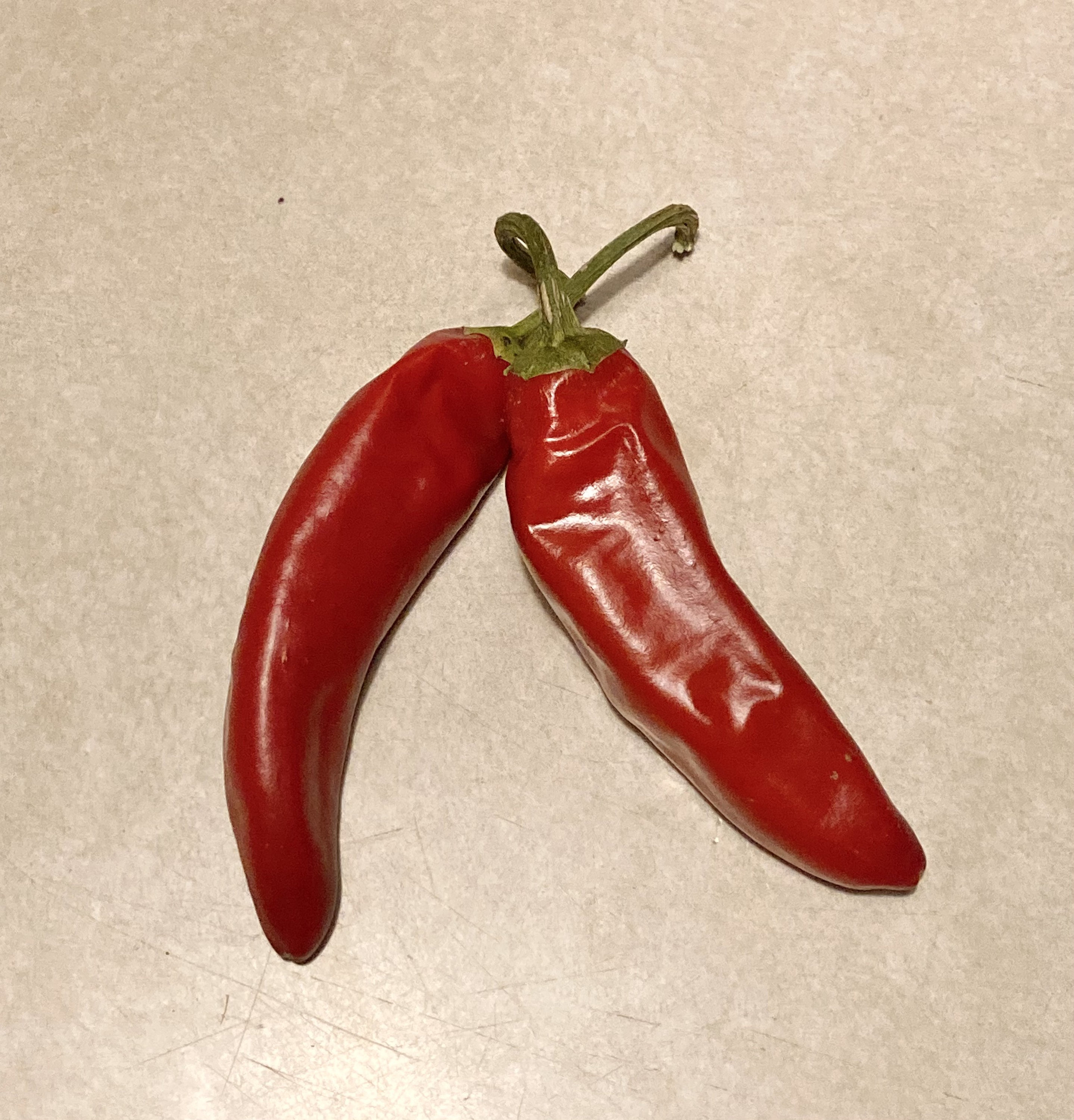 Guajillo Mexican Heirloom Hot Pepper Vegetable Seeds - Etsy