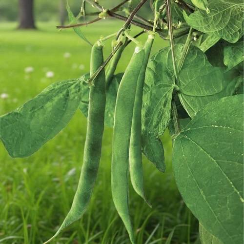 Seneca Cornstalk Heirloom Pole Bean Vegetable Seed - Etsy