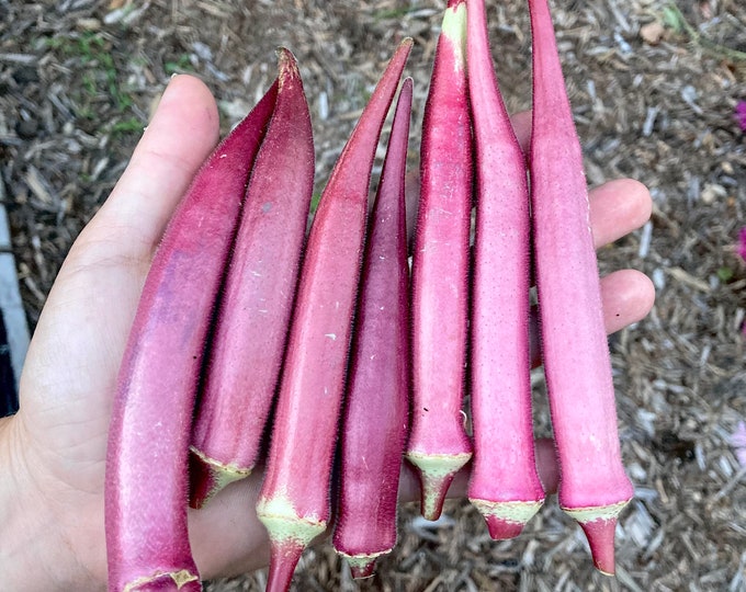 Okinawa Pink Okra Heirloom Vegetable Seeds - Etsy