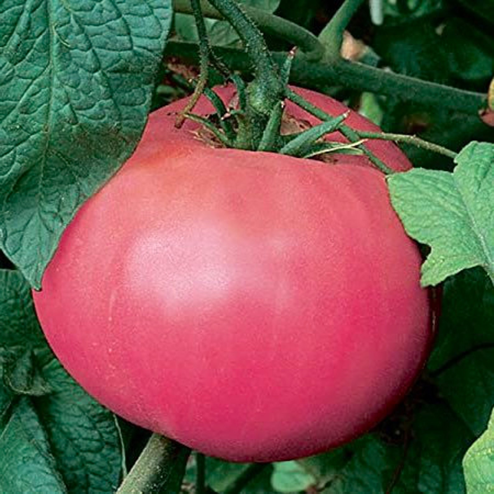 German Pink Heirloom Beefsteak Tomato Seeds | Etsy