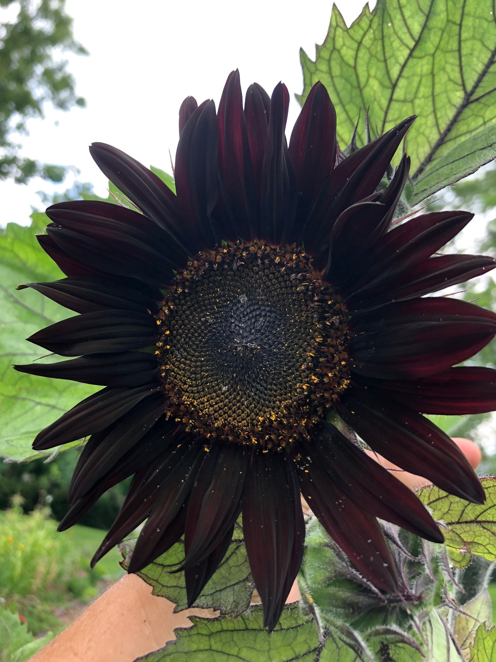 Dark Chocolate Sunflower Heirloom Seeds - Etsy