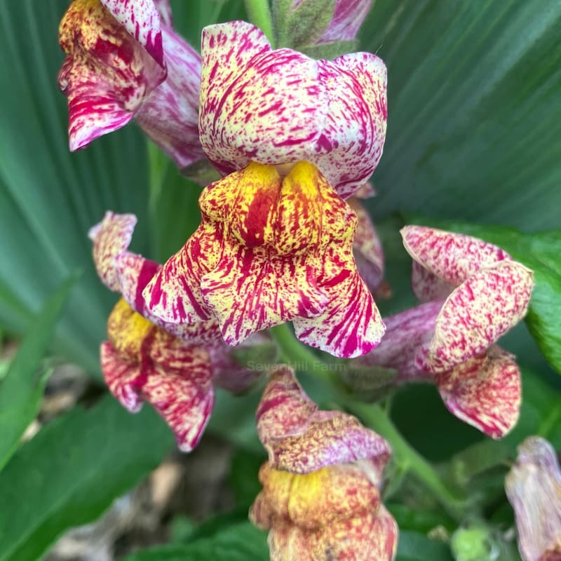 Bone Mix for Crafts - Etsy