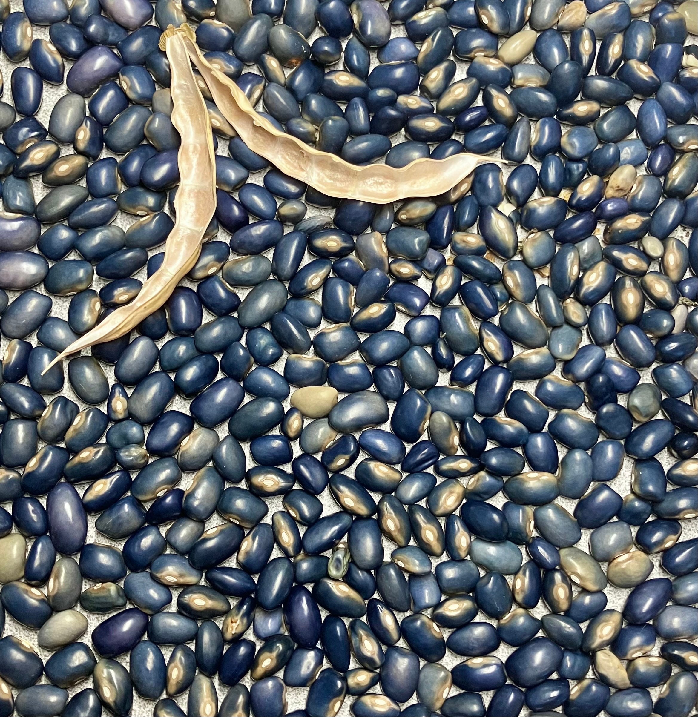 Nonna Agnes Aka San Bernardo Blue Heirloom Pole Bean Seeds - Etsy