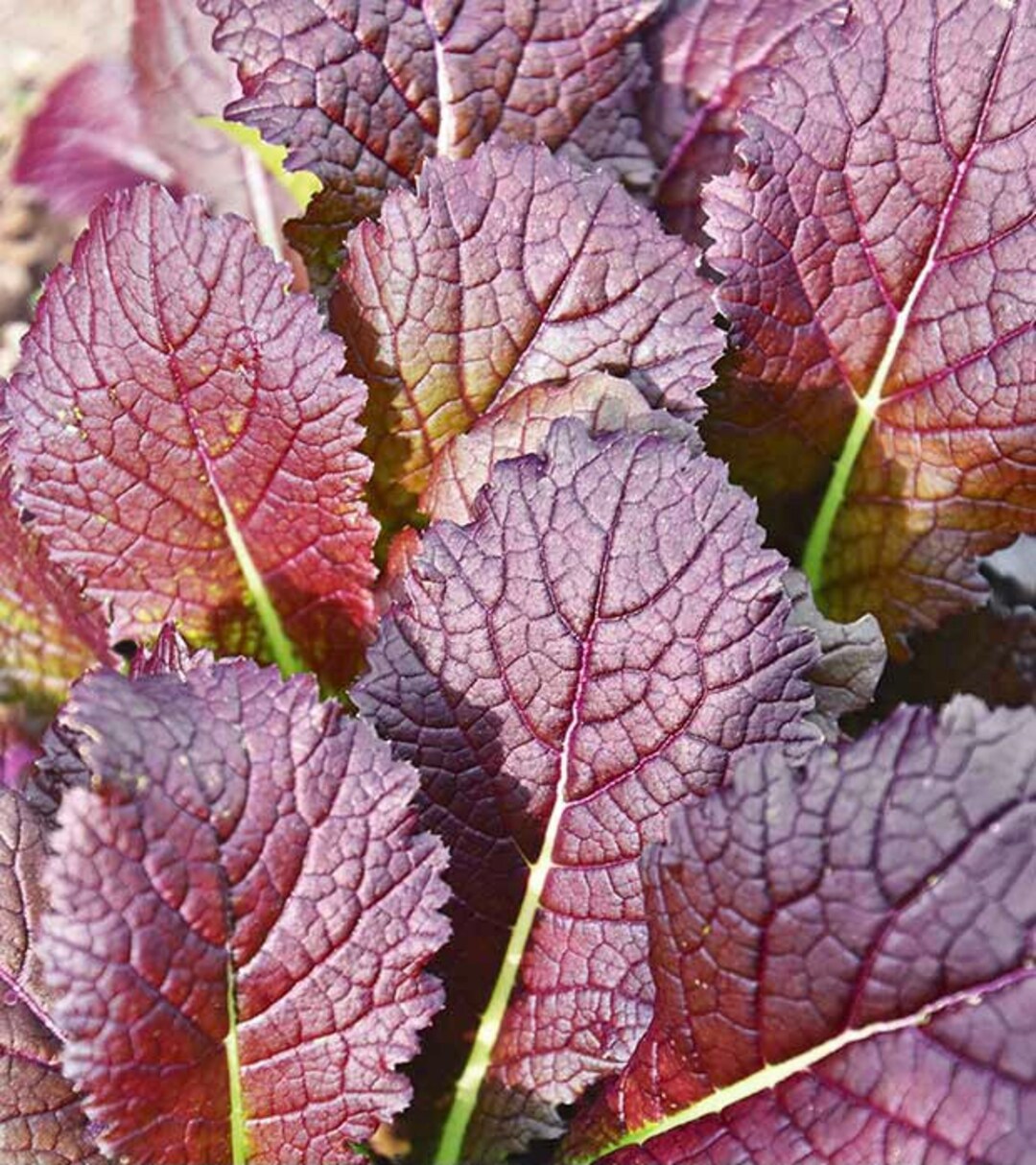 Japanese Giant Red Mustard Garden Vegetable Seed - Etsy