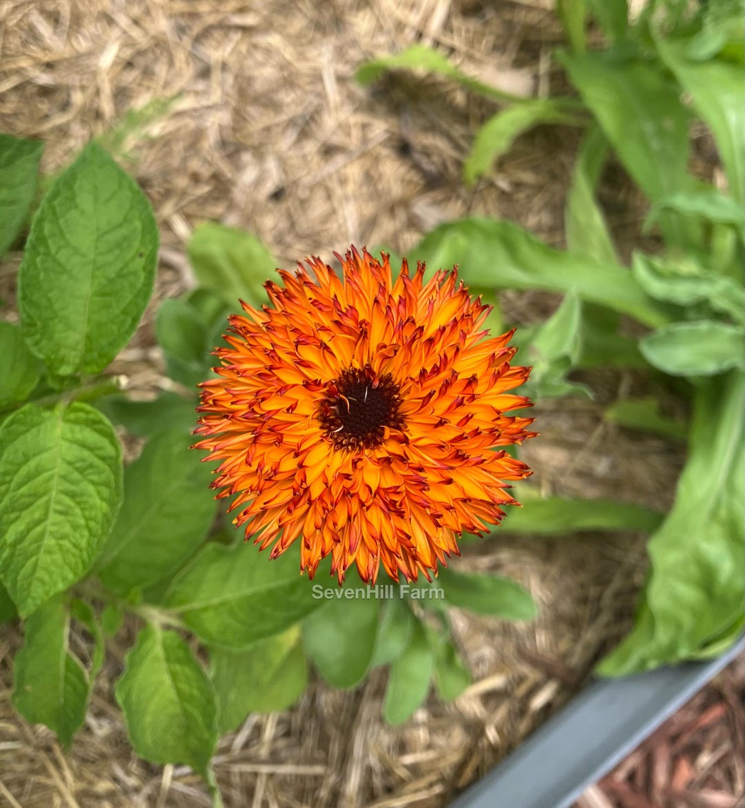 Solar Eclipse Calendula Orange Heirloom Flower Seeds - Etsy
