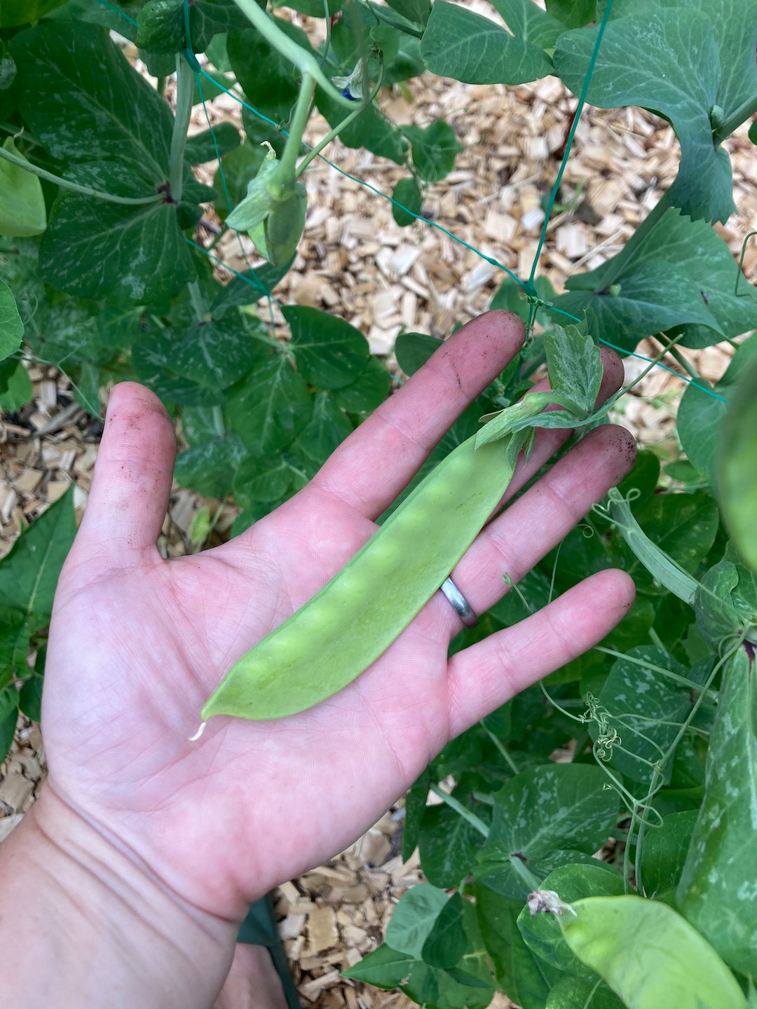 Mammoth Melting Sugar Snow Pea Heirloom Vegetable Seeds - Etsy