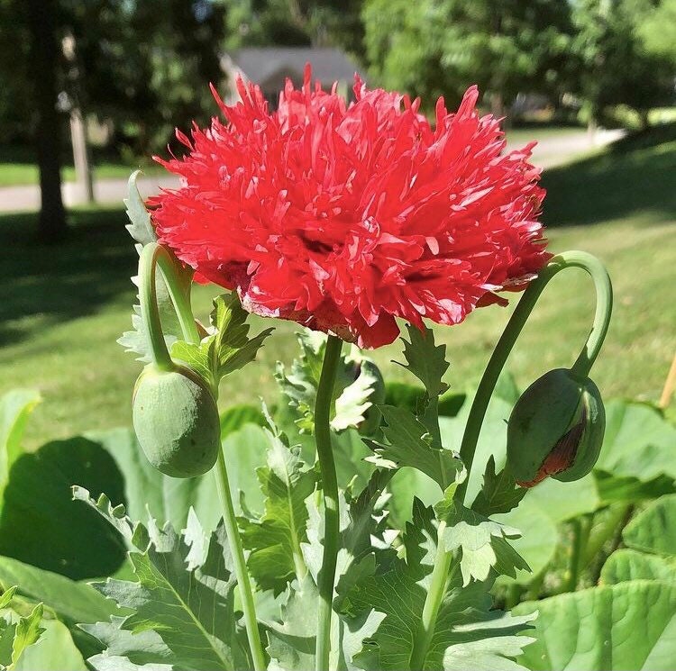 Chima Family Heirloom Poppy Garden Seed - Etsy