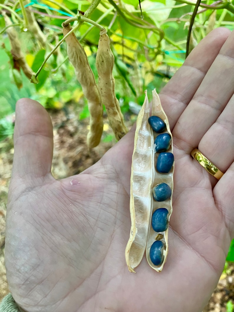 Nonna Agnes Aka San Bernardo Blue Heirloom Pole Bean Seeds - Etsy