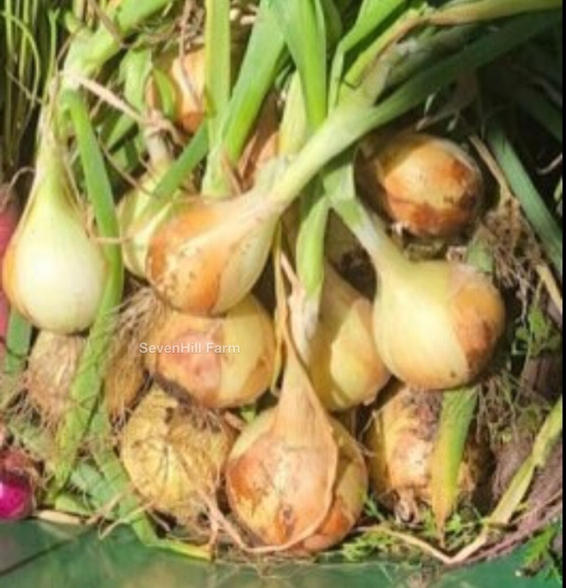 Alisa Craig Heirloom Giant Sweet Onion Seeds Long Day - Etsy