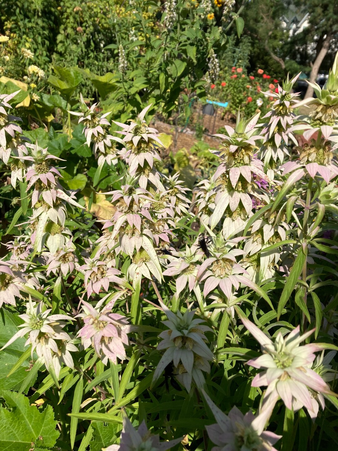 Yellow Spotted Bee Balm Monarda Punctata Heirloom Perennial Wildflower ...