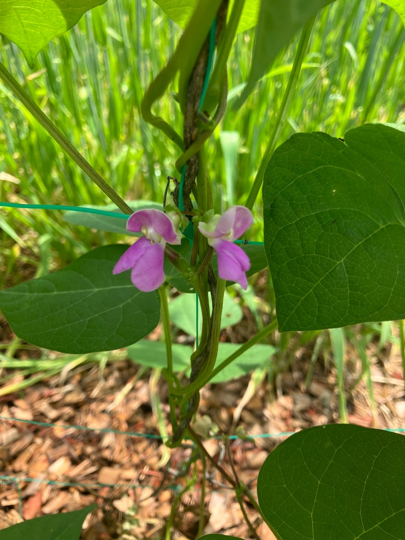 Nonna Agnes Aka San Bernardo Blue Heirloom Pole Bean Seeds - Etsy