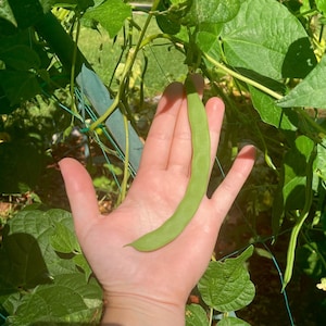 New Mexico Cave Beans Ancient Native American 1500 Yr Old Heirloom ...