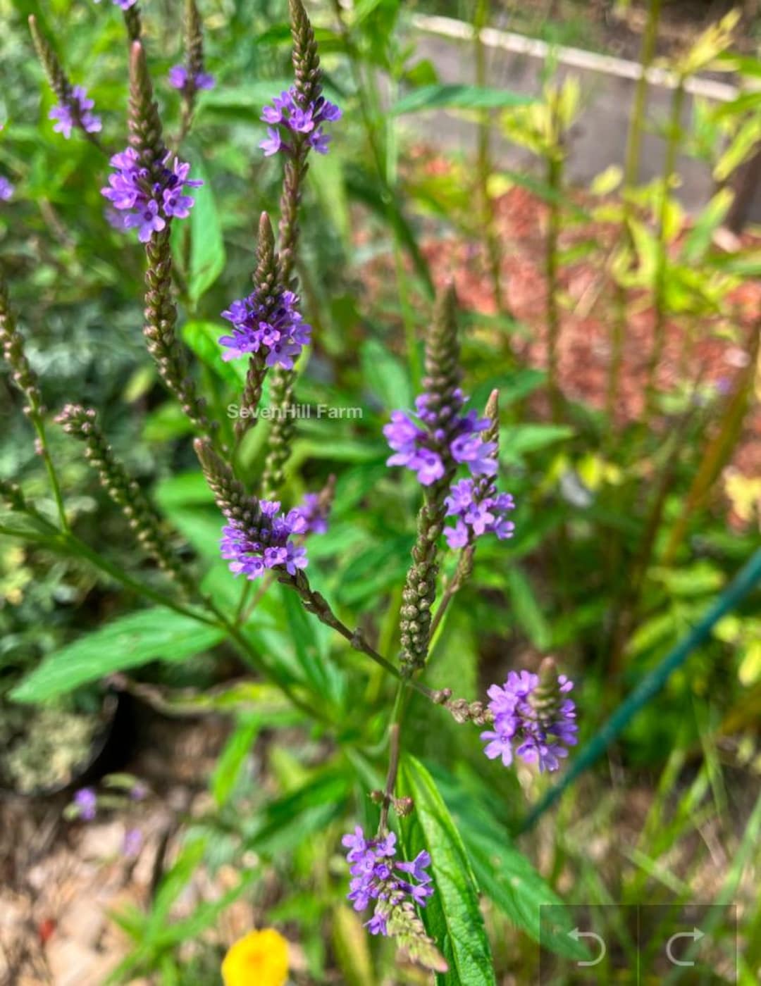Verbena Hastata Wild Blue Vervain Native Perennial Wildflower Flower ...