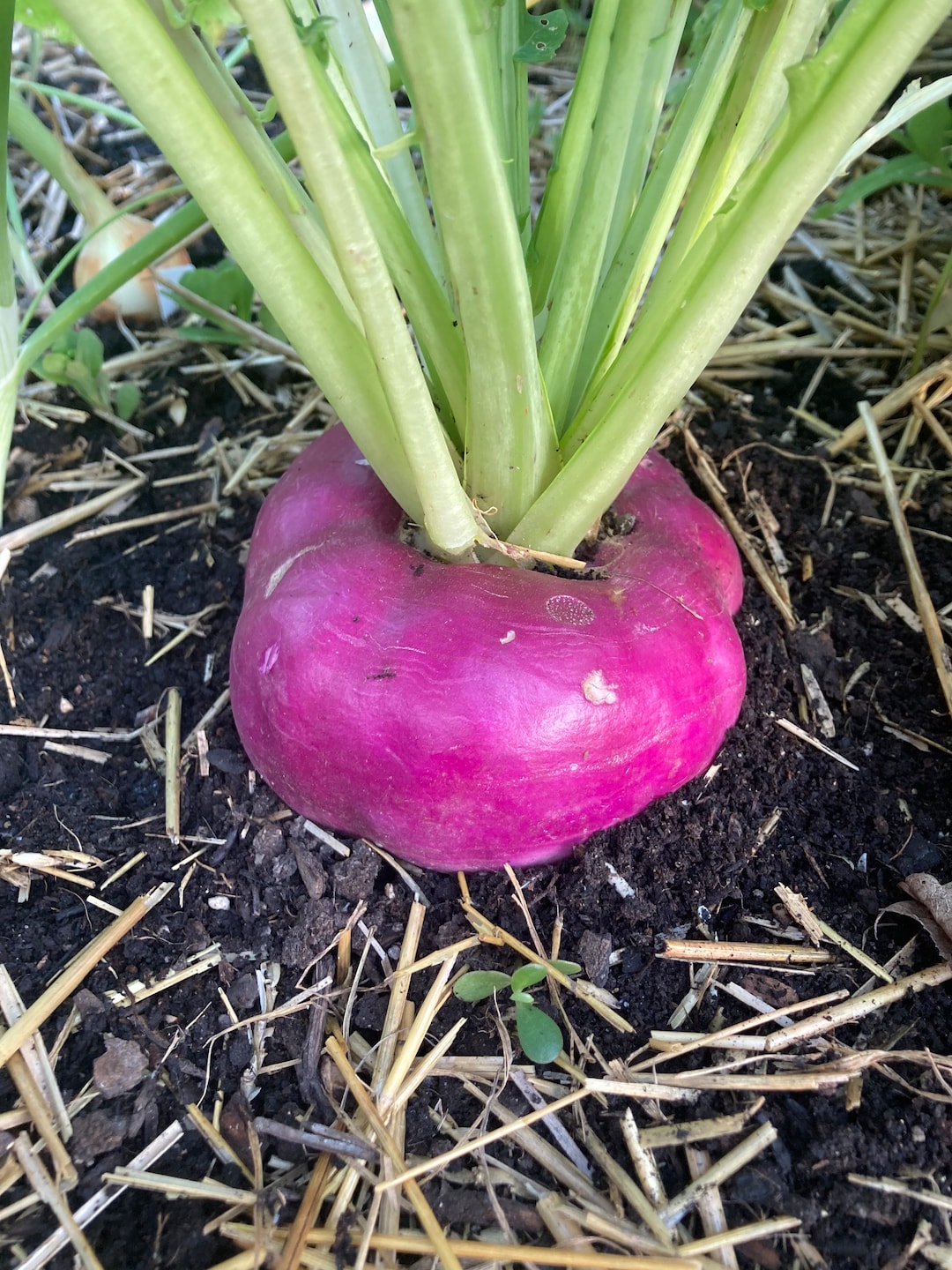 Nagasaki Akari Kabu Japanese Turnip Heirloom Root Vegetable Seeds ...