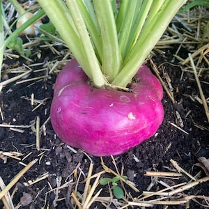Nagasaki Akari Kabu Japanese Turnip Heirloom Root Vegetable Seeds ...