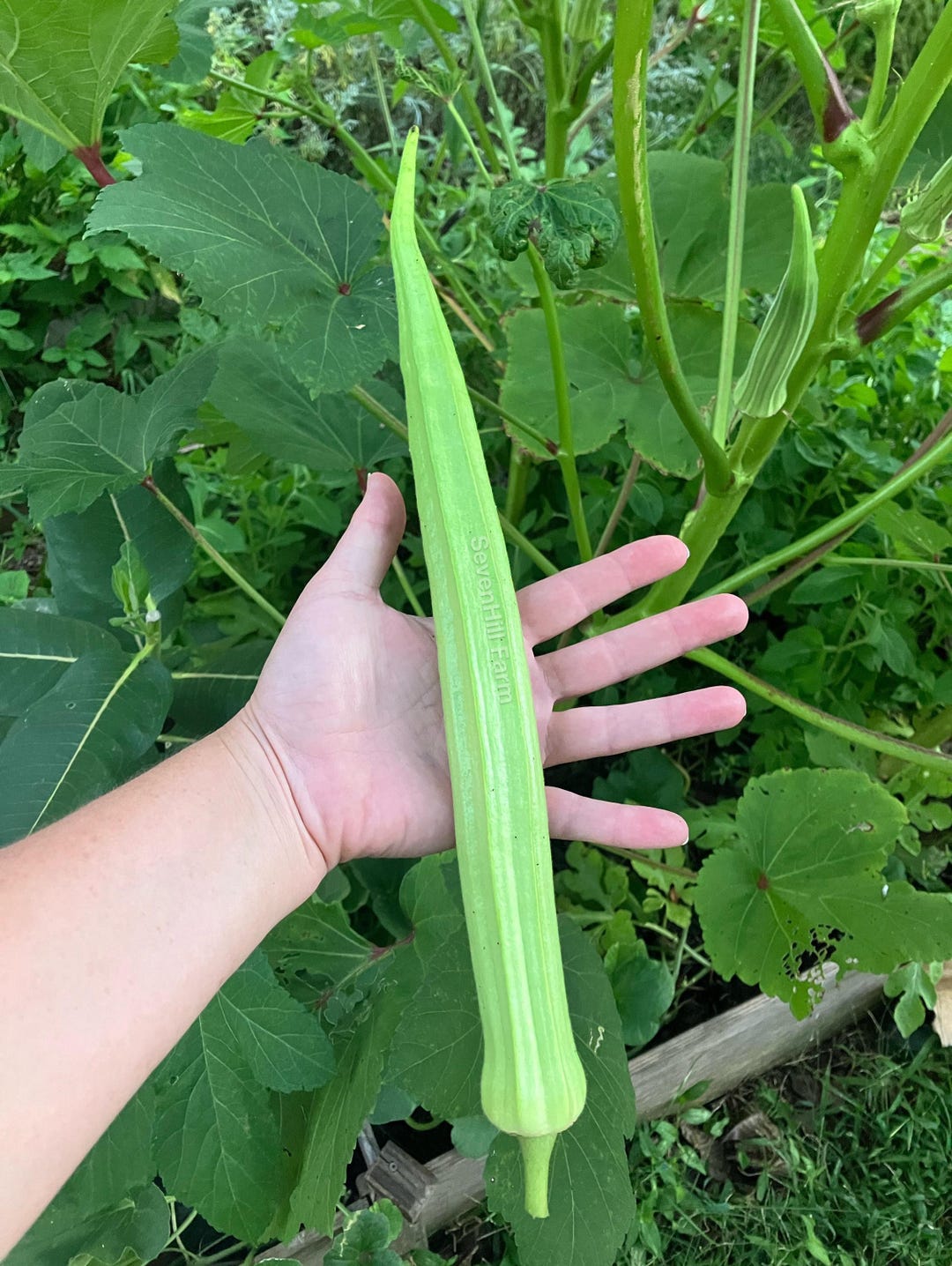 Louisiana Long Pod Okra Heirloom Vegetable Seeds - Etsy