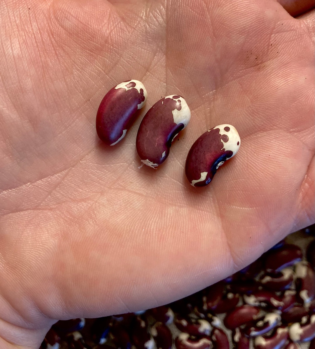 New Mexico Cave Bean Seeds: 1500-yr Heirloom Pole Bean Variety - Etsy