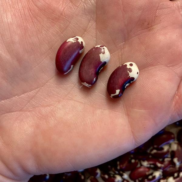Green Bean Seeds - Etsy