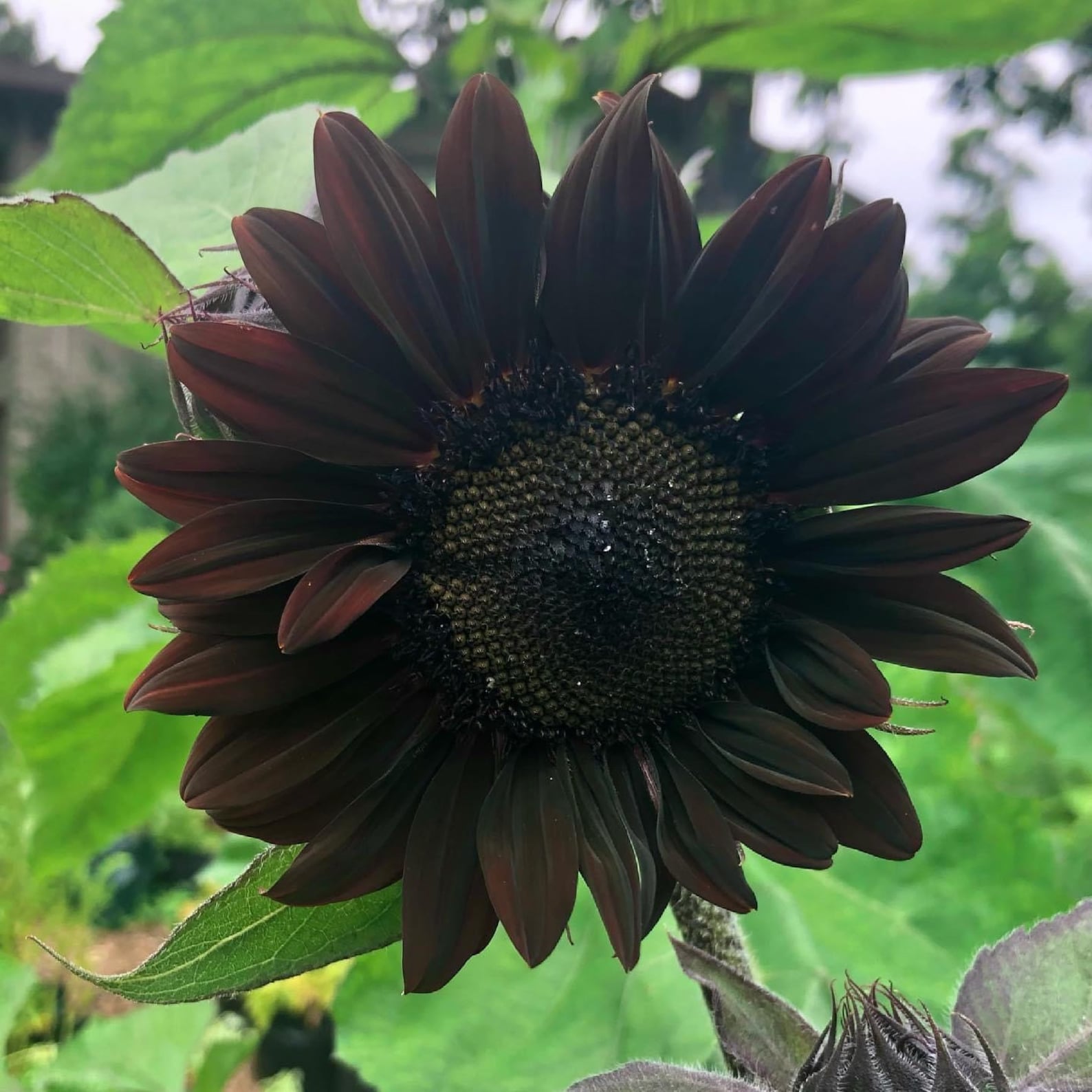 Dark Chocolate Sunflower Heirloom Seeds - Etsy