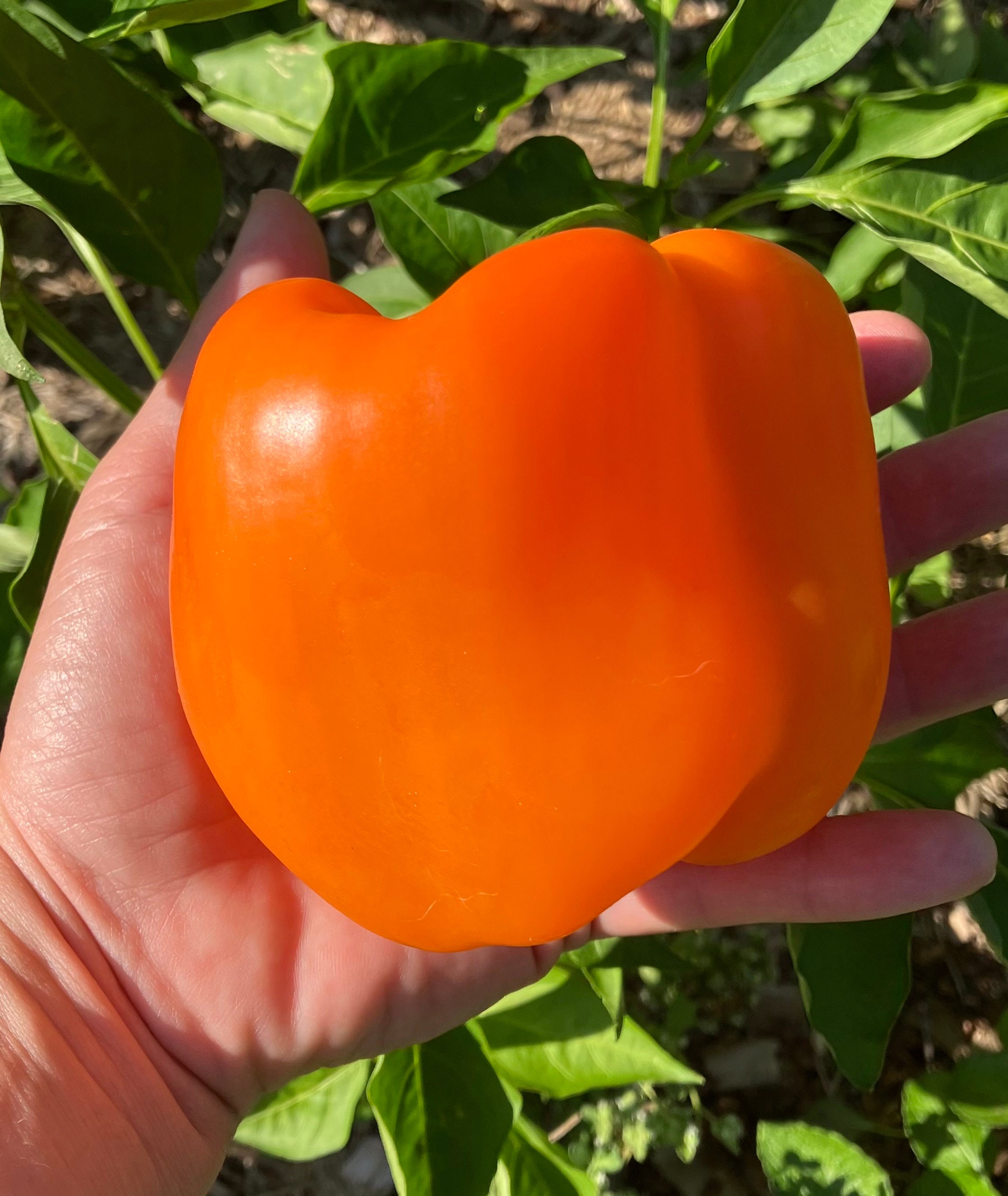 Etiuda Orange Sweet Bell Pepper Heirloom Vegetable Seeds - Etsy