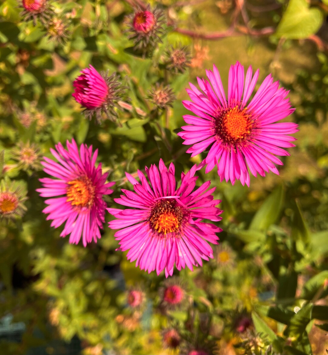 Pink New England Aster Heirloom Perennial Native Wildflower Seeds - Etsy