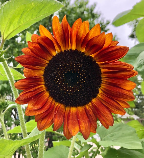Evening Sun Sunflower Garden Seeds | Etsy