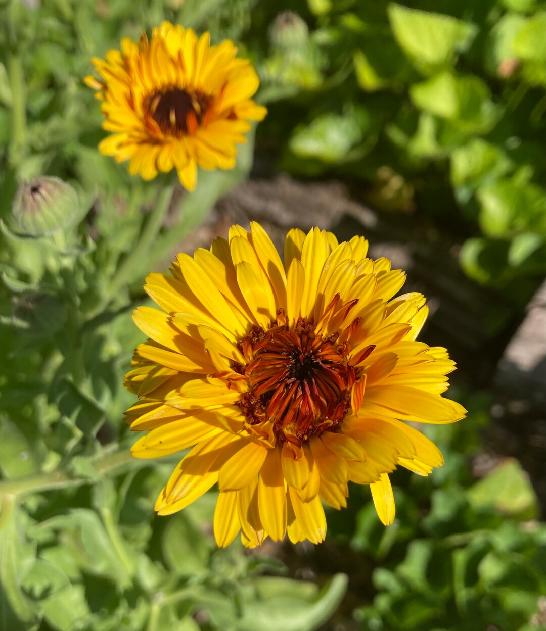 Solar Flashback Calendula Heirloom Flower Seeds - Etsy