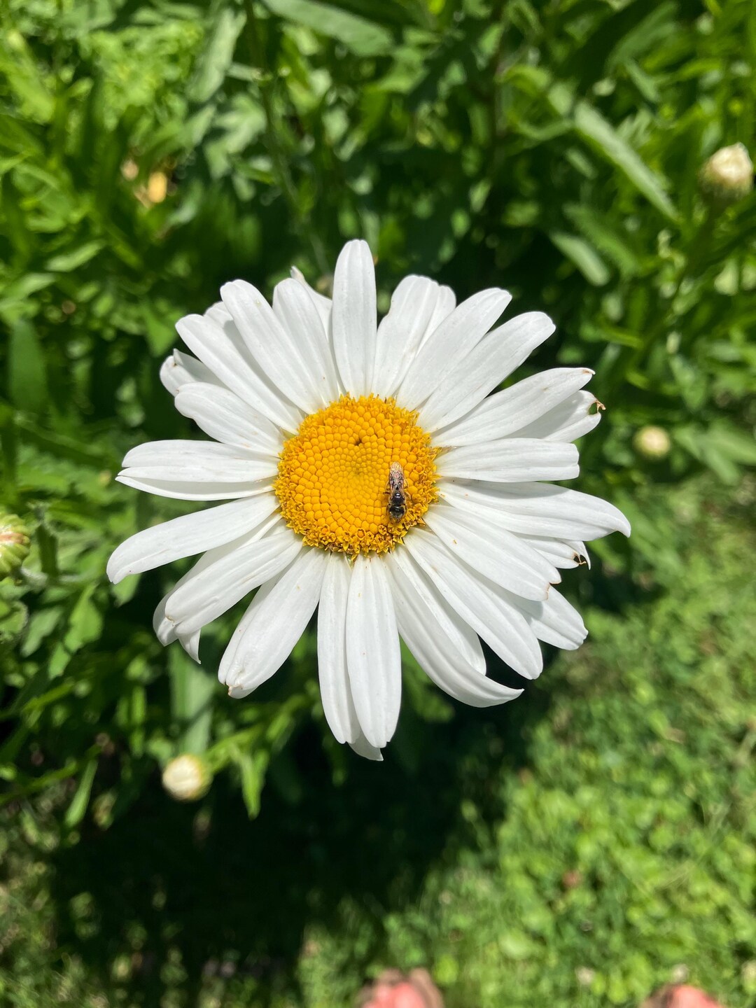 Alaska Shasta Daisy Heirloom Flower Wildflower Seeds - Etsy