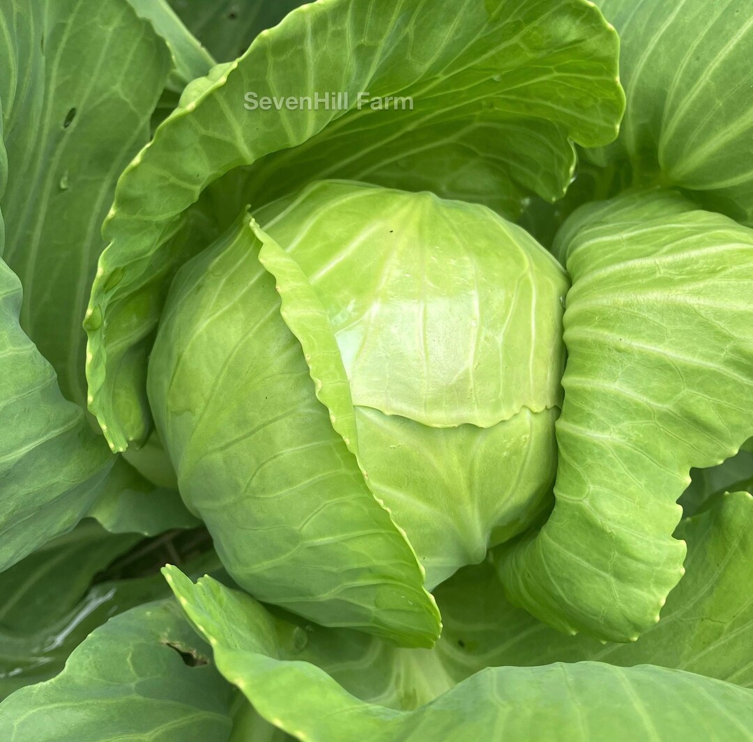 Golden Acre Cabbage Heirloom Vegetable Seeds - Etsy