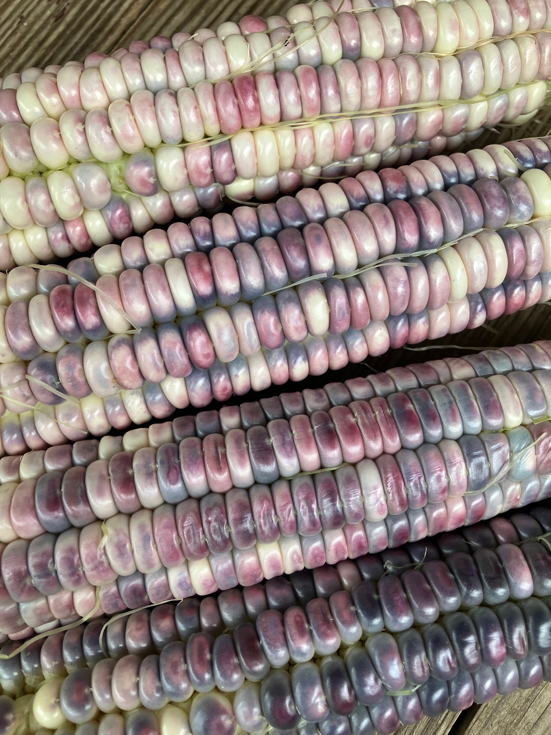 Ohio Blue Clarage Dual Purpose Sweet Dent Corn Heirloom Vegetable Seed ...