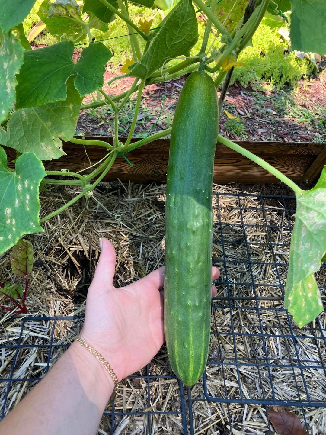 Japanese Sweet Long Cucumber Heirloom Vegetable Seeds - Etsy
