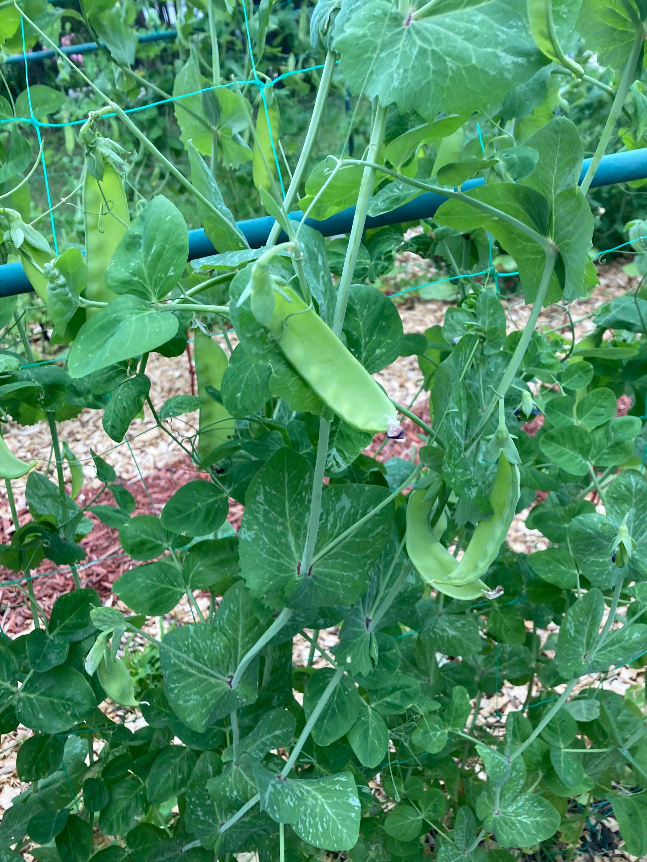 Mammoth Melting Sugar Snow Pea Heirloom Vegetable Seeds - Etsy