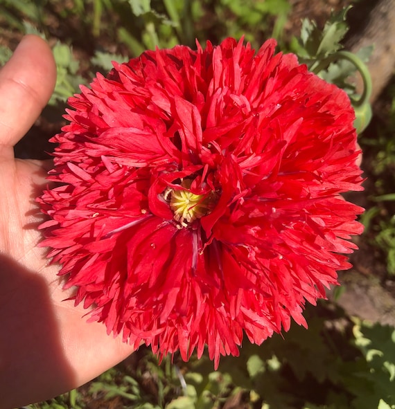 Chima Family Heirloom Poppy Garden Seed | Etsy