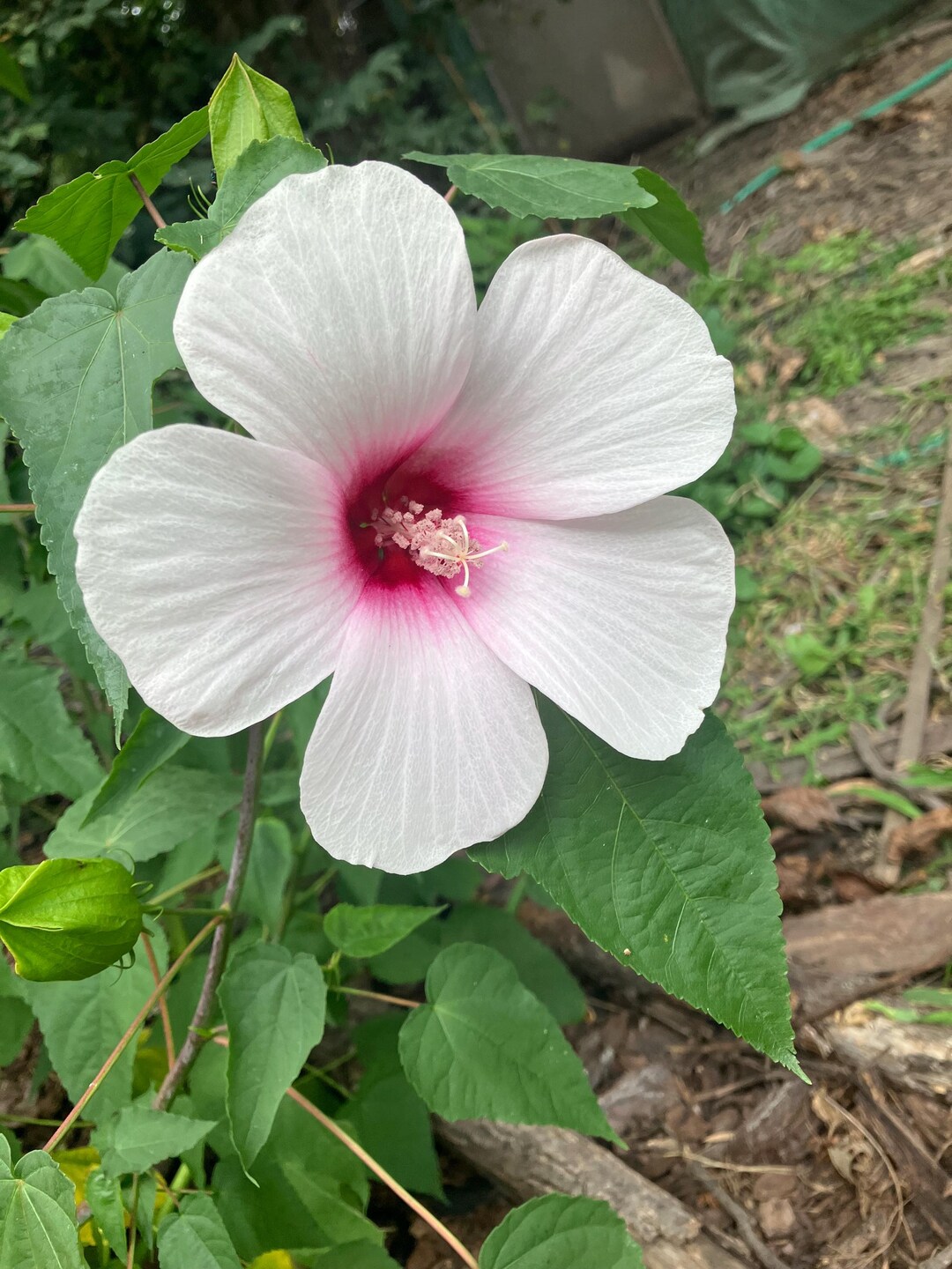 Rose Mallow Hibiscus Militaris Perennial Native Wildflower Seeds - Etsy