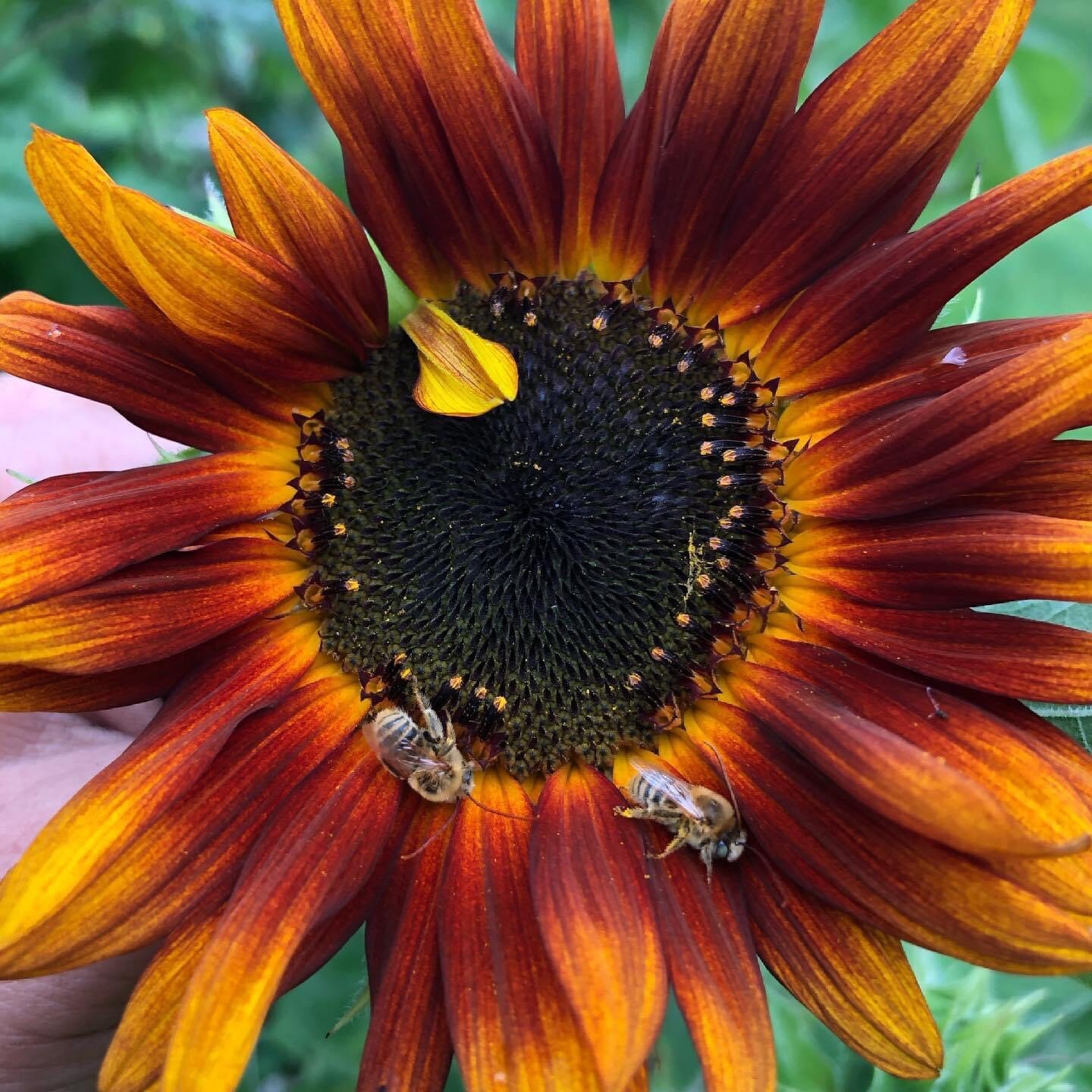 Dark Chocolate Sunflower Heirloom Seeds - Etsy