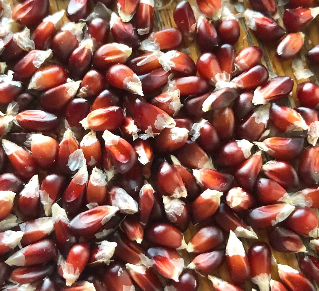 Strawberry Popcorn Dwarf Heirloom Corn Vegetable Seed - Etsy