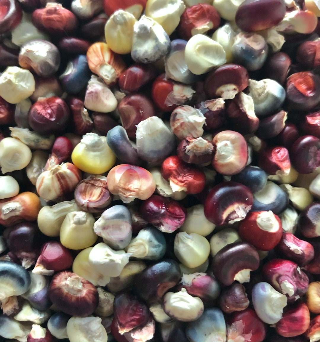 Mandan Bride Heirloom Corn Vegetable Seed - Etsy