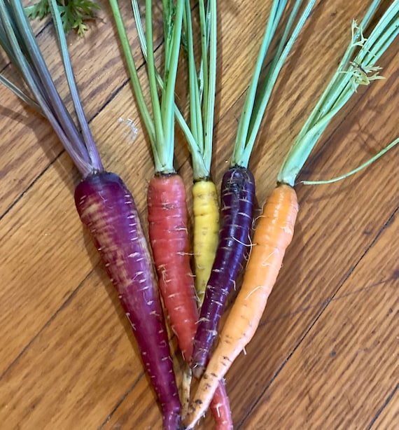 Rainbow Mix Carrot Vegetable Seeds - Etsy