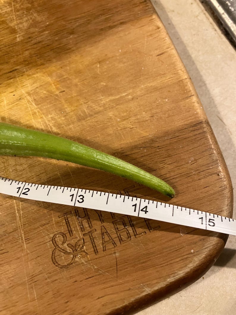 Louisiana Long Pod Okra Heirloom Vegetable Seeds - Etsy