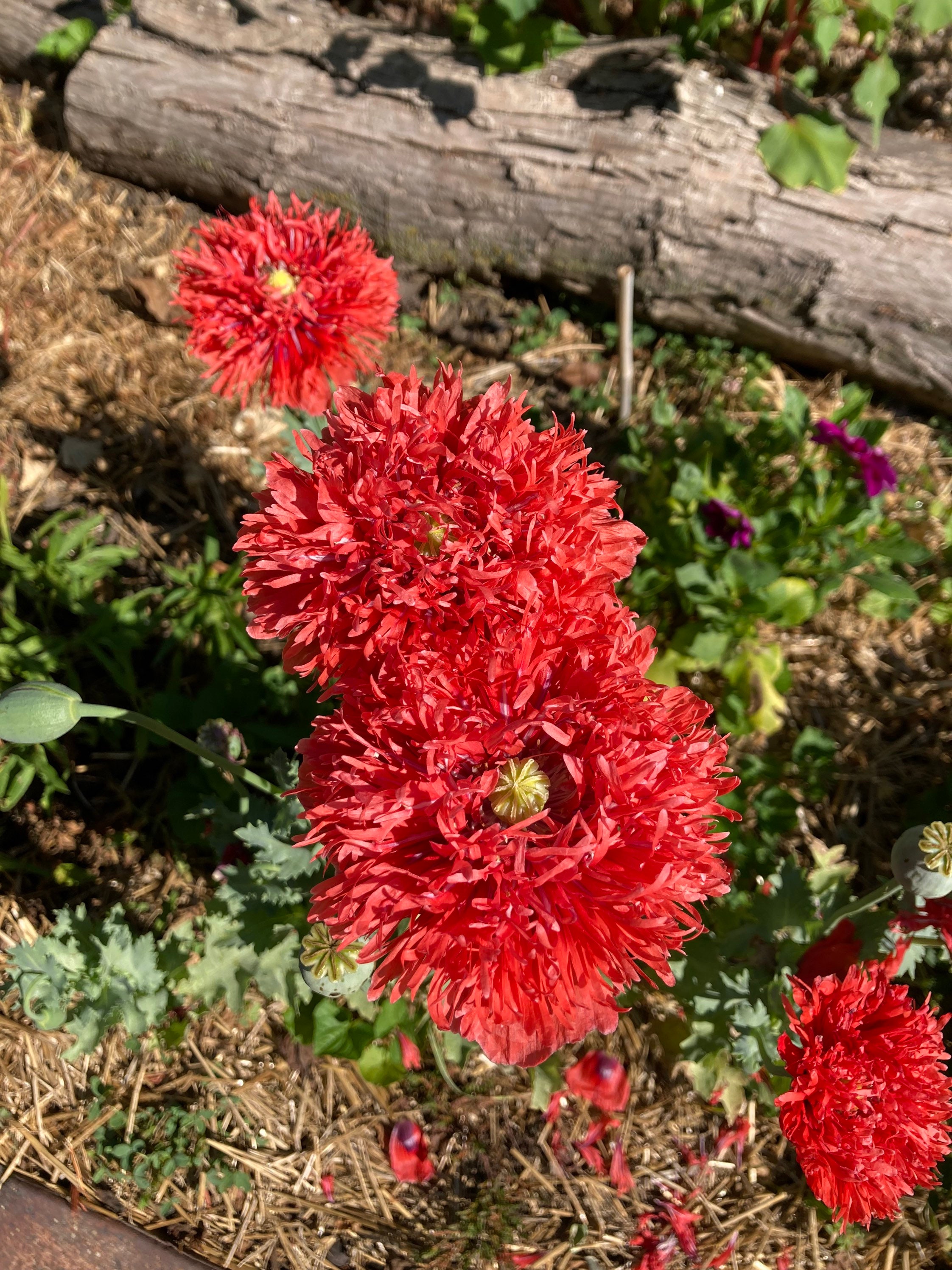 Chima Family Heirloom Poppy Garden Seed - Etsy