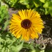 Solar Flashback Calendula Heirloom Flower Seeds - Etsy
